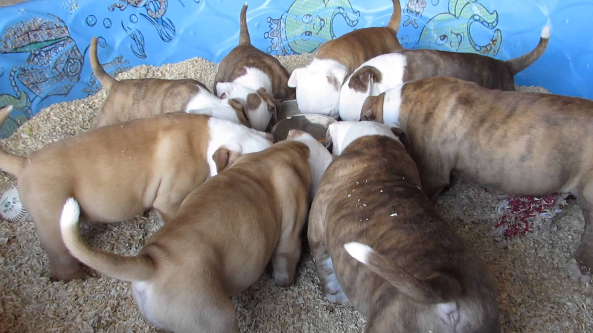 How to Properly Feed Your Pit Bull for a Healthy and Balanced Life ...